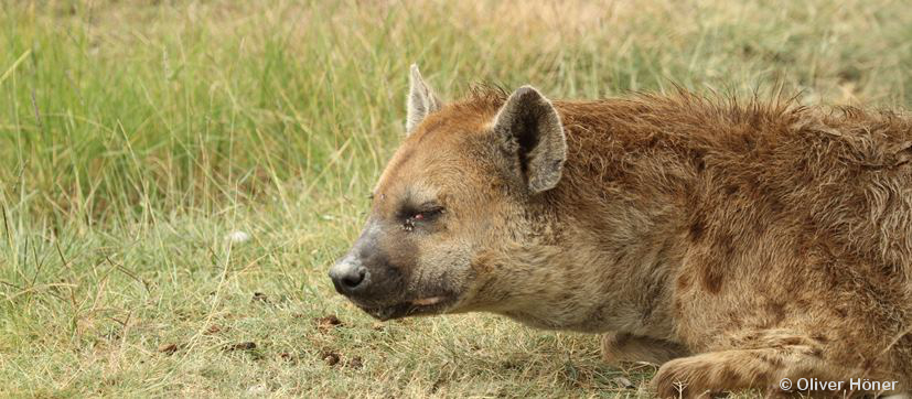 Ngorongoro Hyena Project