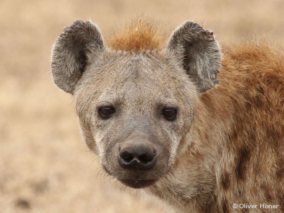 Msalaba – Ngorongoro Hyena Project