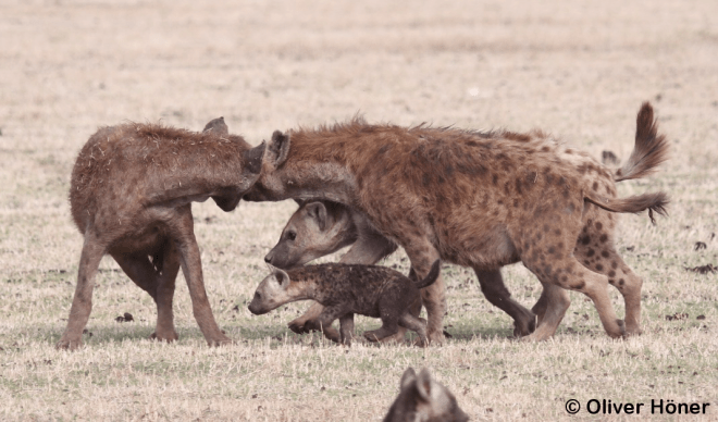 Friends over muscles: How female hyenas came to dominate males ...