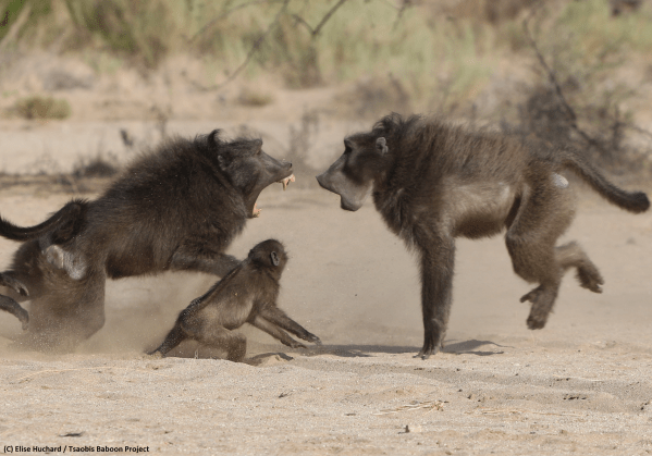 Less aggression when females rule – Ngorongoro Hyena Project