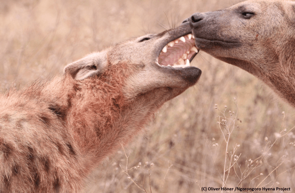 Less aggression when females rule – Ngorongoro Hyena Project